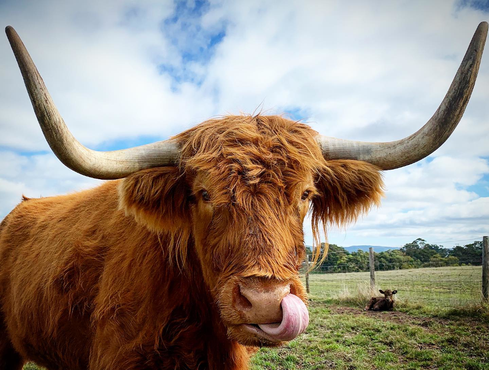 Meet the animals live online at Hahndorf Farm Barn - KIDDO Mag