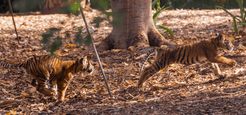 Meet the tiger cubs at Adelaide Zoo - KIDDO Mag