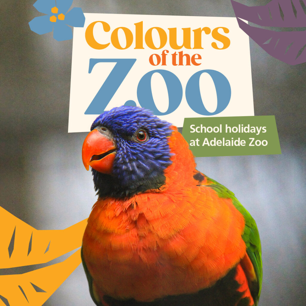 Adelaide Zoo | Spring School Holidays | KIDDO Mag