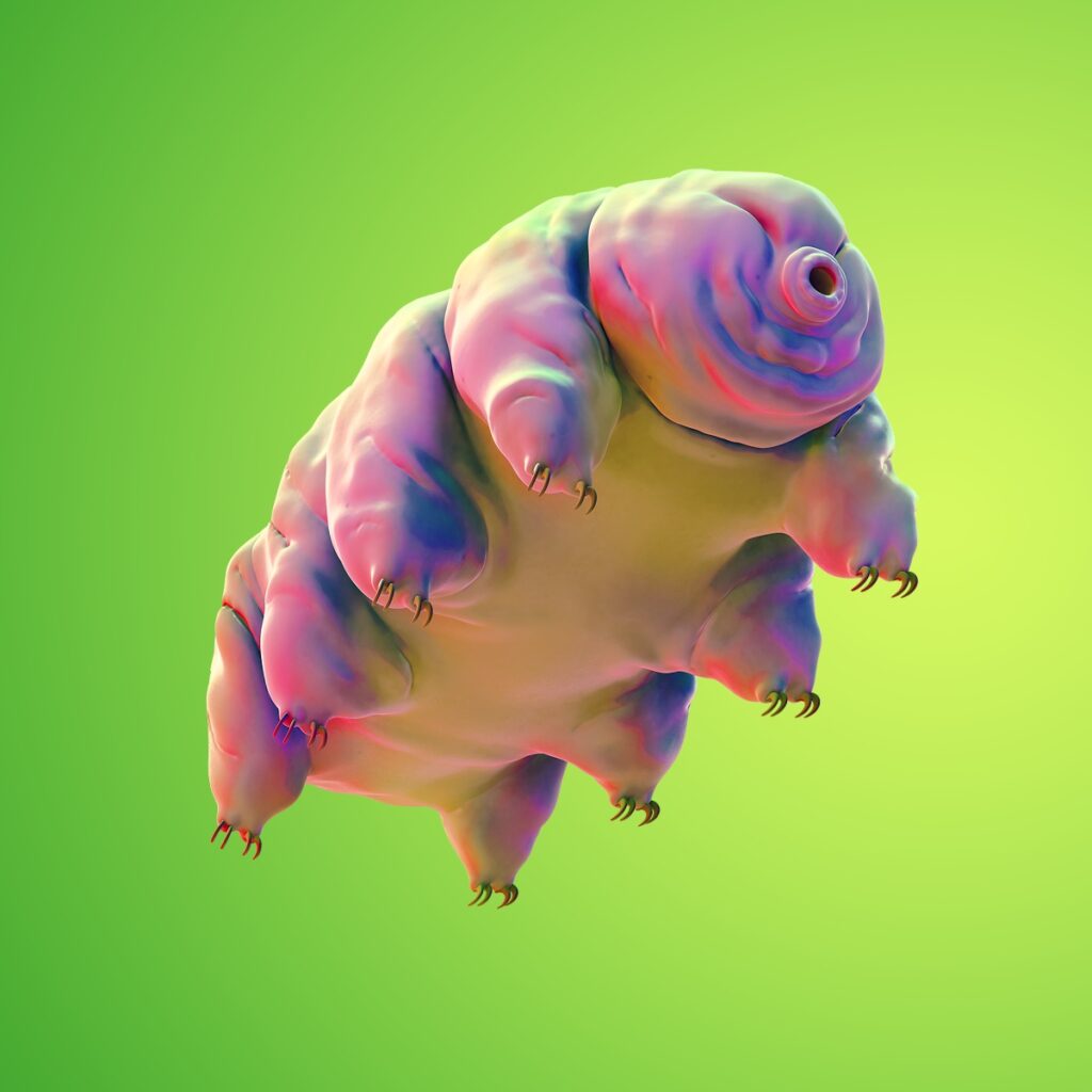 Moss Piglet | KIDDO Mag