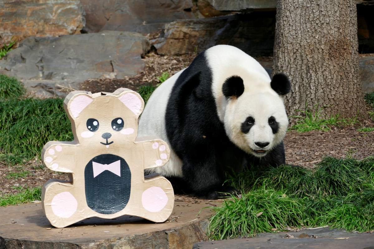 Giant farewell for Adelaide Zoo's pandas Wang Wang and Fu Ni - KIDDO Mag