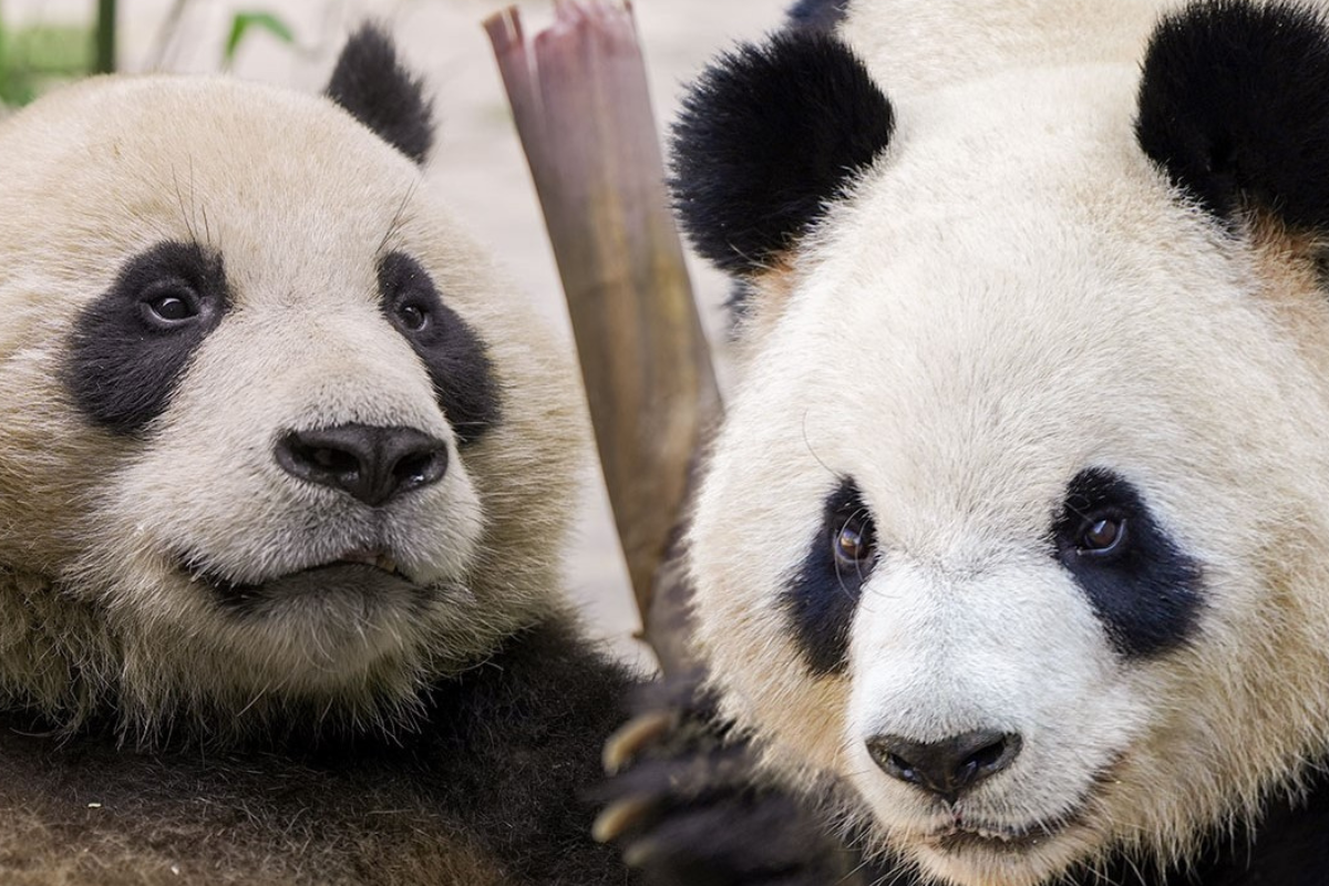 Adelaide Zoo's newest VIPs: Yi Lan and Xing Qiu - KIDDO Mag