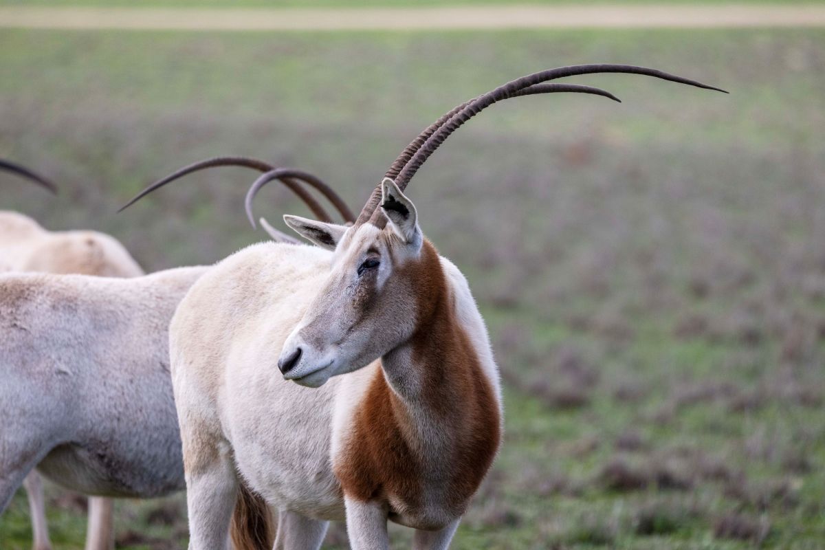 From extinct to endangered: The Oryx comeback led by Monarto Safari Park - KIDDO Mag
