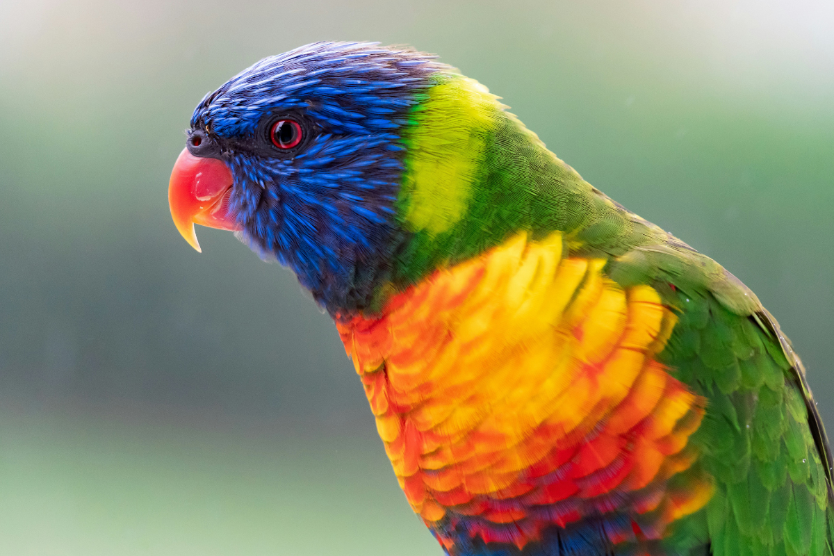 How you can help Zoos SA save our native birds - KIDDO Mag